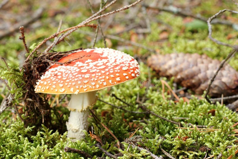Dangerous Representative of the Forest Stock Image - Image of autumn ...