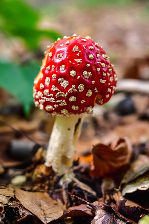 Red Mushroom with White Dots. Stock Image - Image of flora, leaf: 260686547