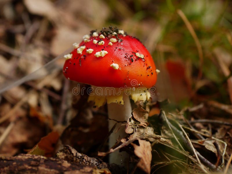 Red mushroom stock image. Image of mushroom, colorful - 47899655