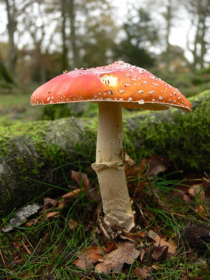 A Red Mushroom with a White Stalk Stock Photo - Image of fungi, poison ...