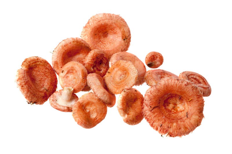 Red mushrooms stock photo. Image of nature, food, stem - 16251632