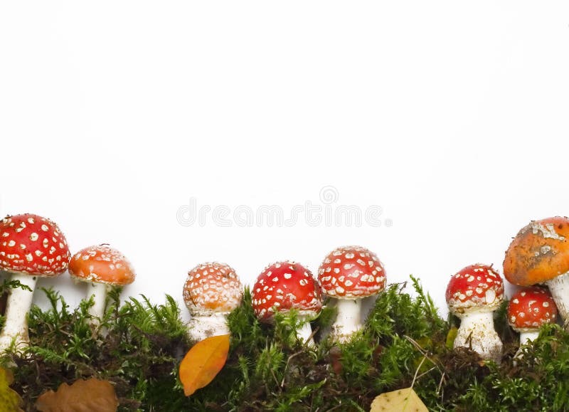 Red mushroom stock photo. Image of frame, abstract, venom - 4727290