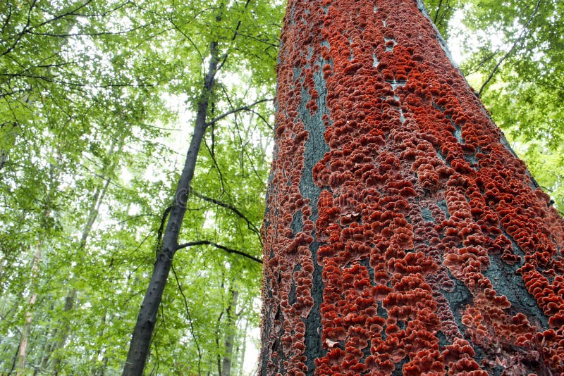 Red Mushrooms on the Bark of a Tree in the Forest Stock Photo - Image ...