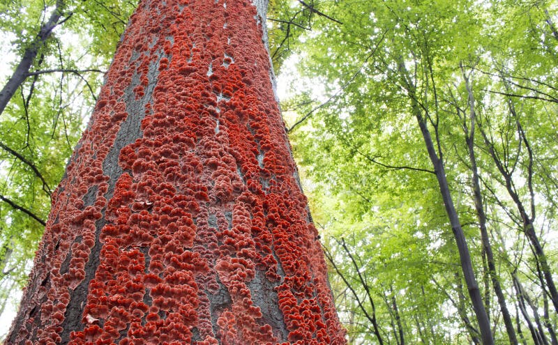 Red Mushrooms on the Bark of a Tree in the Forest Stock Photo - Image ...