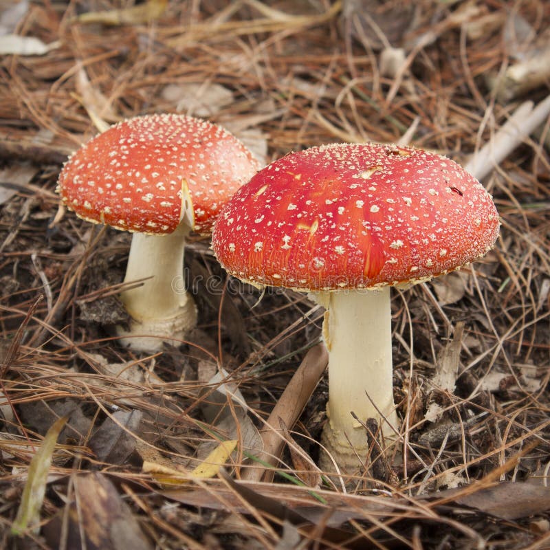 Lava Rock stock photo. Image of white, black, grey, porous - 15382826