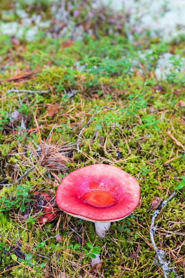 Red mushrooms stock photo. Image of growing, natural - 75617734