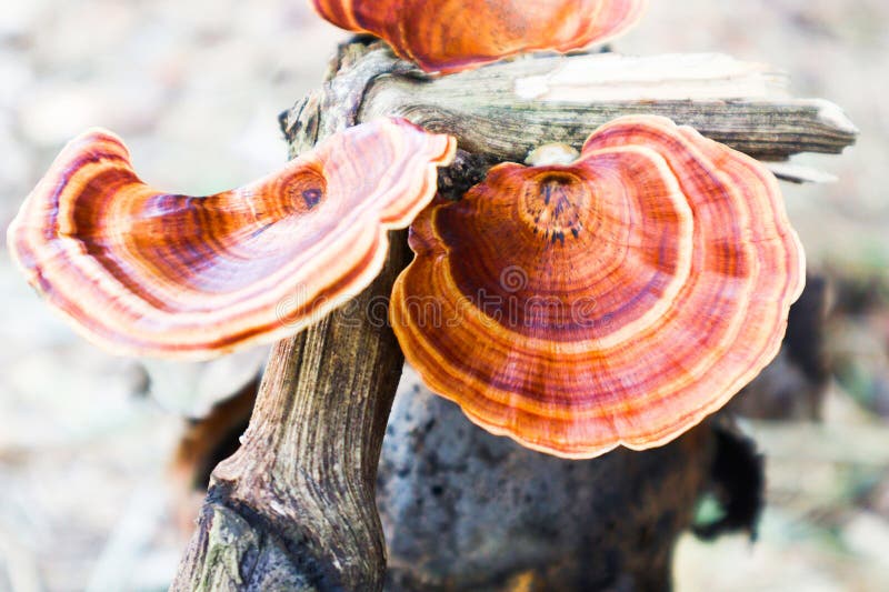 Red Mushrooms Grows on Broken Tree, Red Mushrooms on Tree in the Forest ...