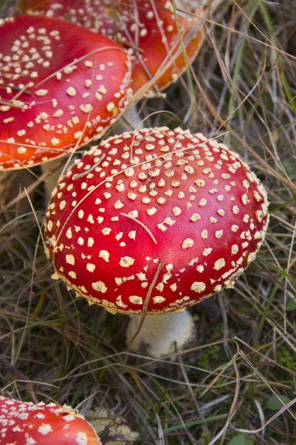 Red mushrooms. stock image. Image of nature, biology - 75661287