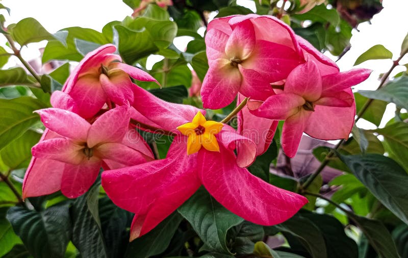 Red Mussaenda rose stock image. Image of plant, wildflower - 225139847