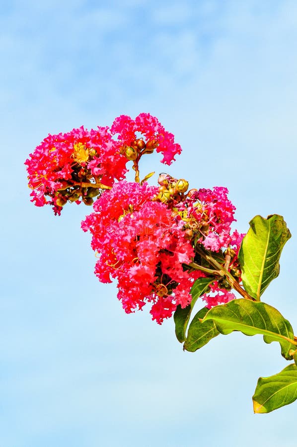 Red Myrtle Muskogee Flowers Stock Image - Image of medium, blue: 323799881