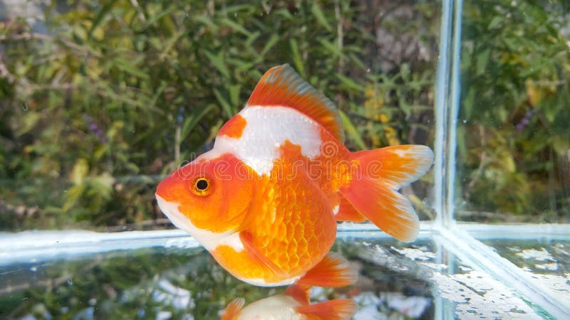 Red n white ryukin stock photo. Image of fishtank, goldfish - 191994110