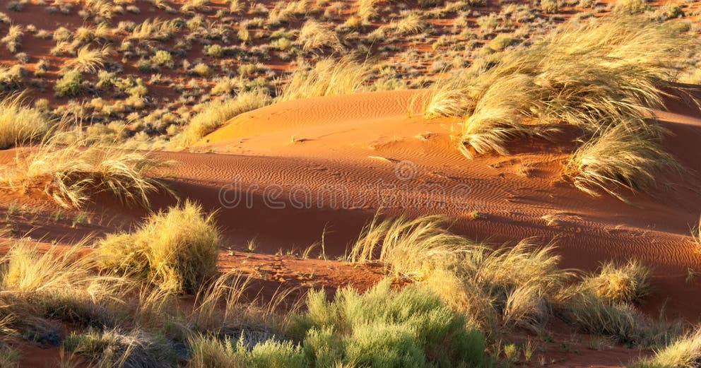Red Namib desert sand stock image. Image of grass, vlad - 24000515