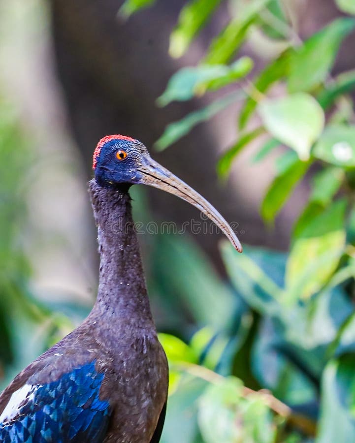 A Red Naped Ibis stock image. Image of avian, crown - 315559111
