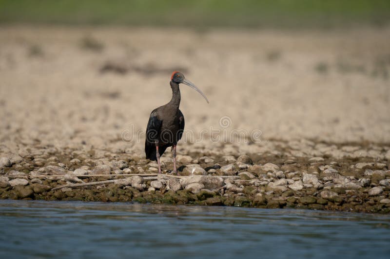 Red Naped Ibis on Riverbank Stock Image - Image of indian, naped: 305834819