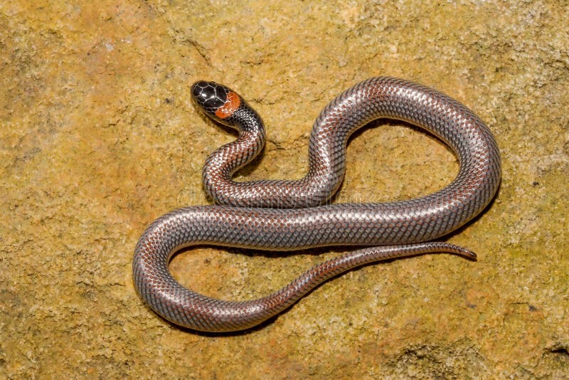Red-naped Snake stock image. Image of furina, wildlife - 191571143