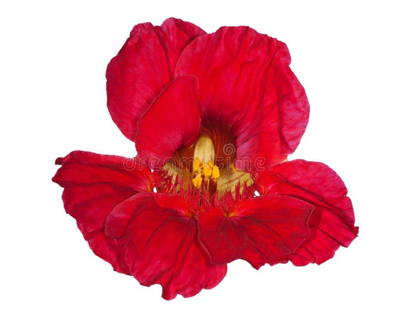 Red Nasturtium Flower on White Stock Image - Image of bright, blooming ...