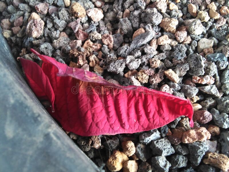 Red stock image. Image of rock, natural, beautiful, little - 87903889