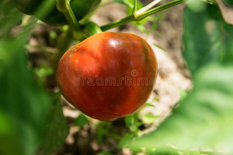 Red Natural Pepper Grows on a Bed in Environmentally Stock Photo ...