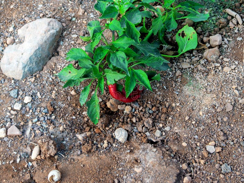 Red natural pepper stock image. Image of flow, flavor - 161434153
