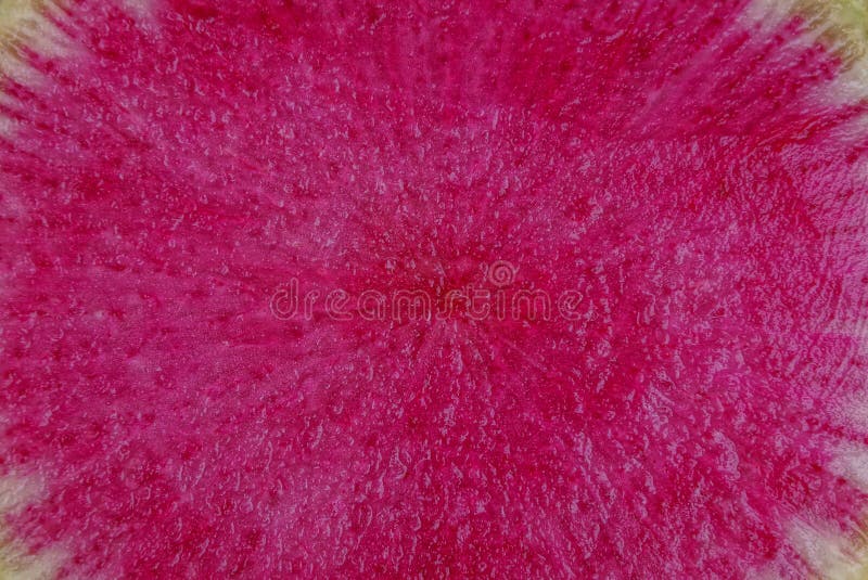 Radish plant stock image. Image of background, vegetables - 19401681