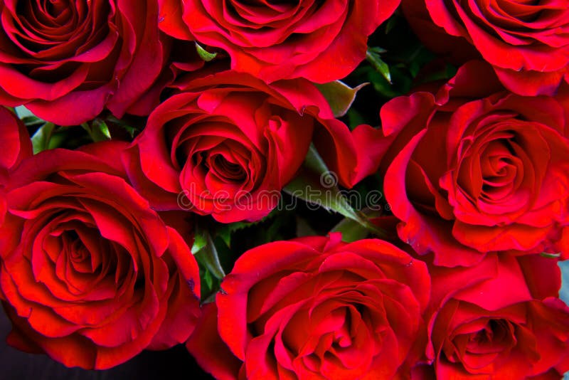 Natural Red Roses Background, Flowers Wall Stock Image - Image of ...
