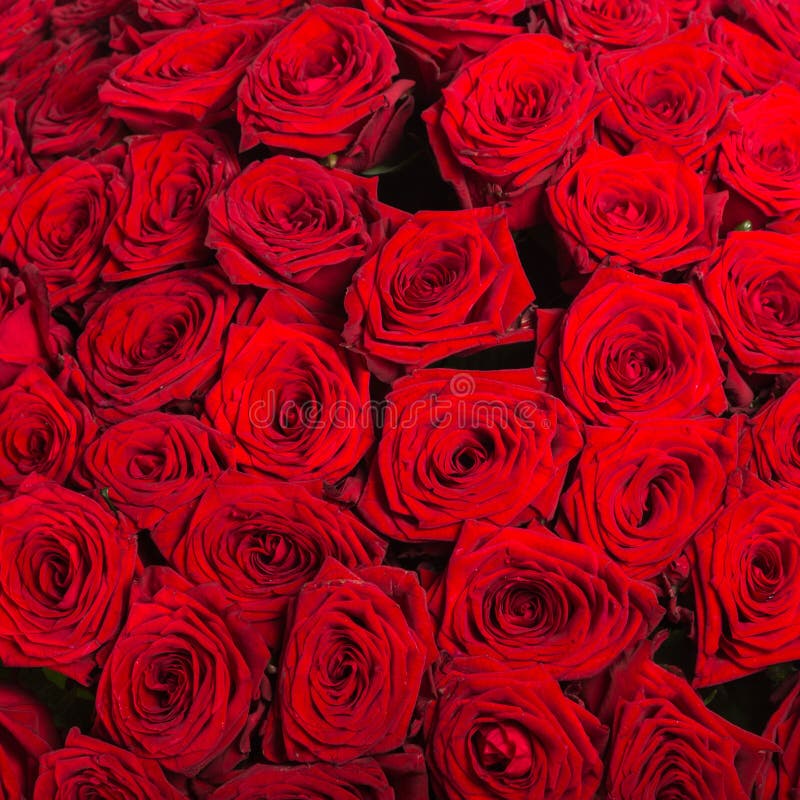 Red Natural Roses Background Stock Image - Image of rose, romantic ...