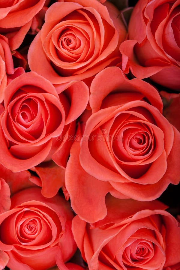 Red natural roses close up stock photo. Image of garden - 28776398
