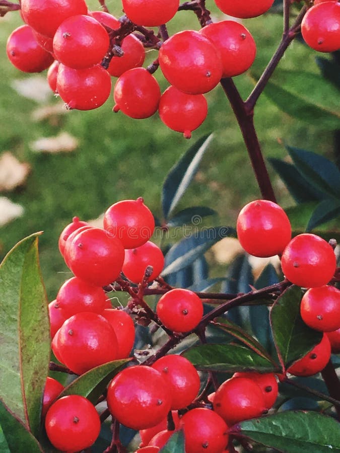 Red in nature stock image. Image of color, life, berries - 104943559