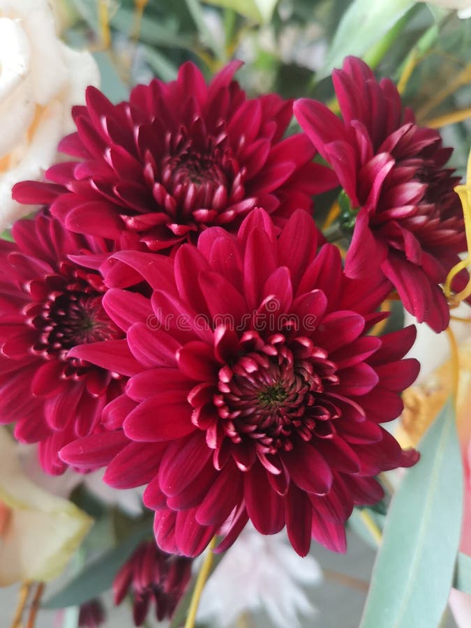 Red nature Flora marvelous stock image. Image of meraculou - 210777155