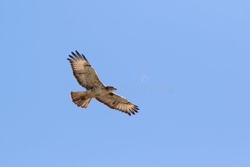 Auguralis Stock Photos - Free & Royalty-Free Stock Photos from Dreamstime