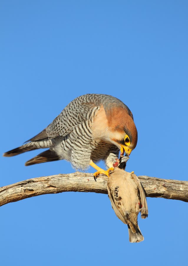 Red-necked falcon stock photo. Image of prey, necked - 14803634