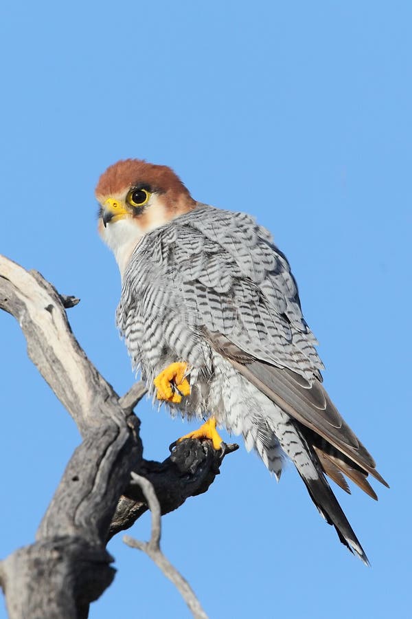 Red-necked falcon stock image. Image of prey, falco, merlin - 19196019