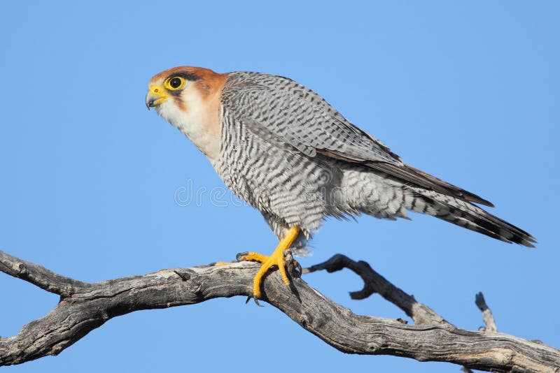 Red-necked falcon stock photo. Image of falco, yellow - 21639196