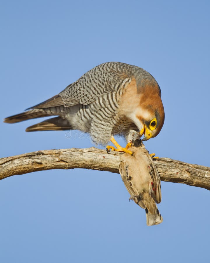 Red-necked falcon stock image. Image of headed, yellow - 21700209