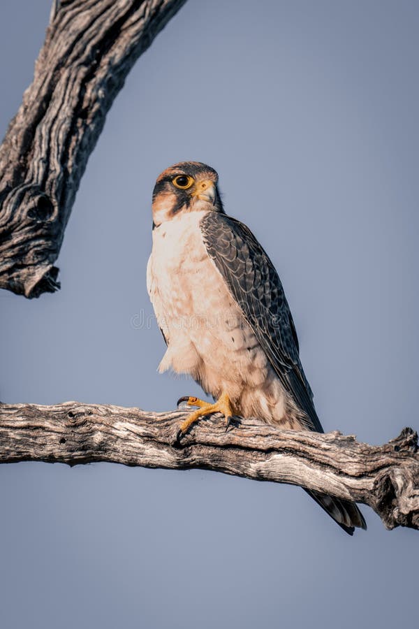 Red-necked Falcon Turns Head on Dead Tree Stock Image - Image of ...
