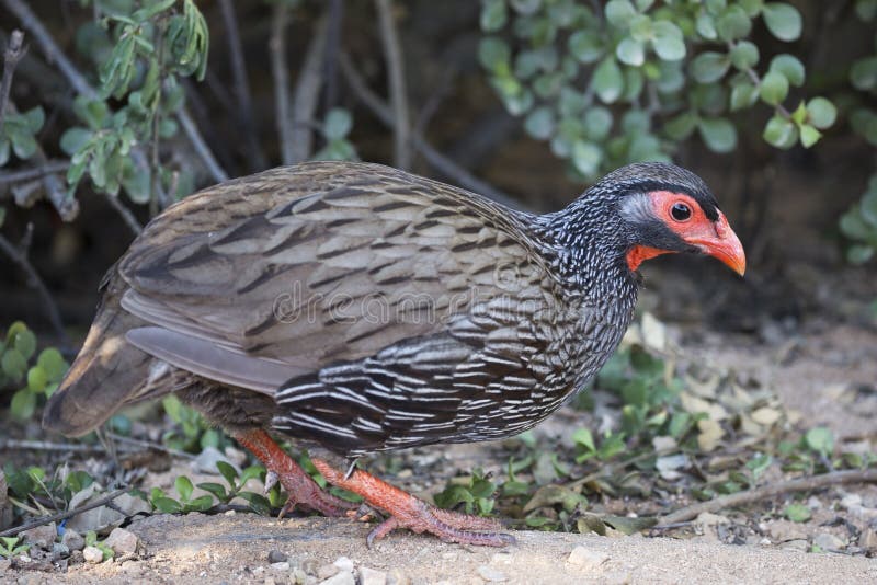 Red-necked Francolin (Francolinus Afer) Stock Photo - Image of green ...