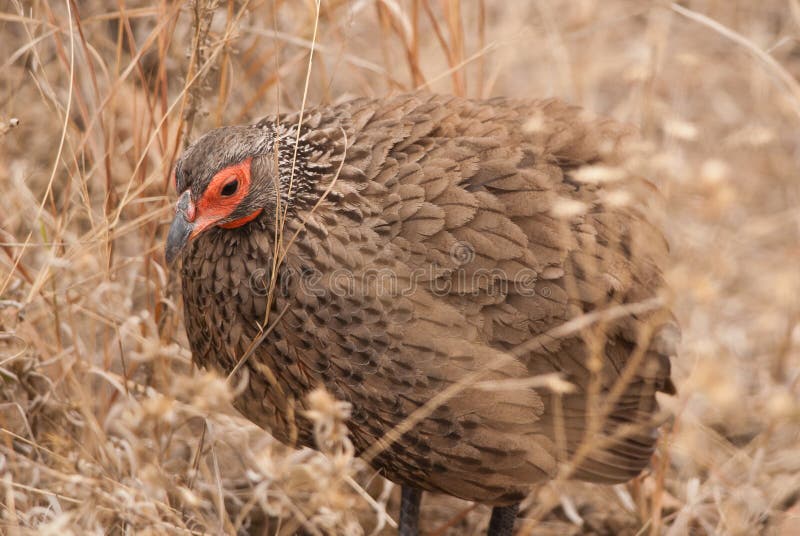 Red-necked Francolin (Francolinus Afer) Stock Photo - Image of green ...