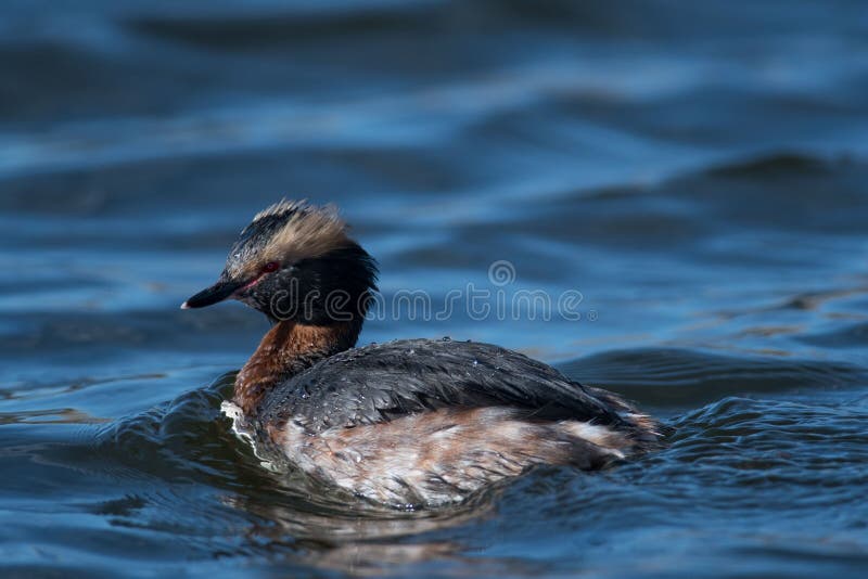 Red-necked Grebe Floating in the Water Stock Image - Image of feather ...