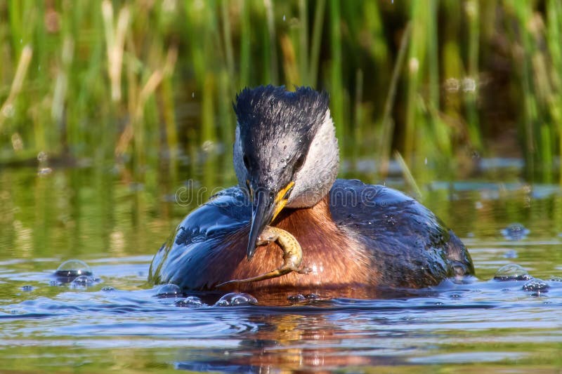 Red-necked Grebe (Podiceps Grisegena) Stock Photo - Image of habitat ...