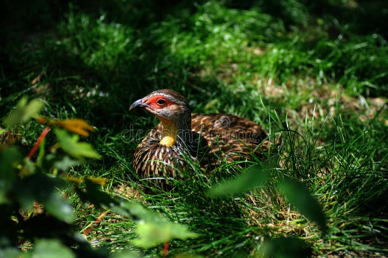 Red-necked Partridge (Pheasant) in the Grass. Stock Photo - Image of ...