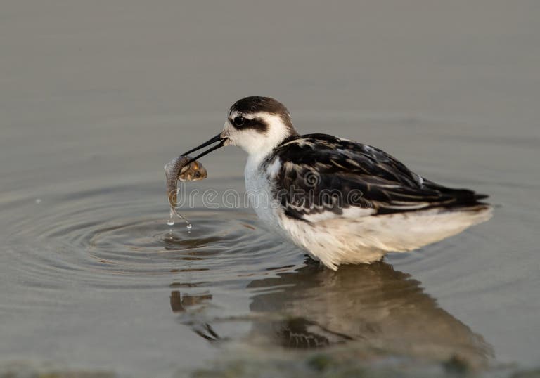 Red-necked Phalarope with a Fish at Asker Marsh, Bahrain Stock Photo ...