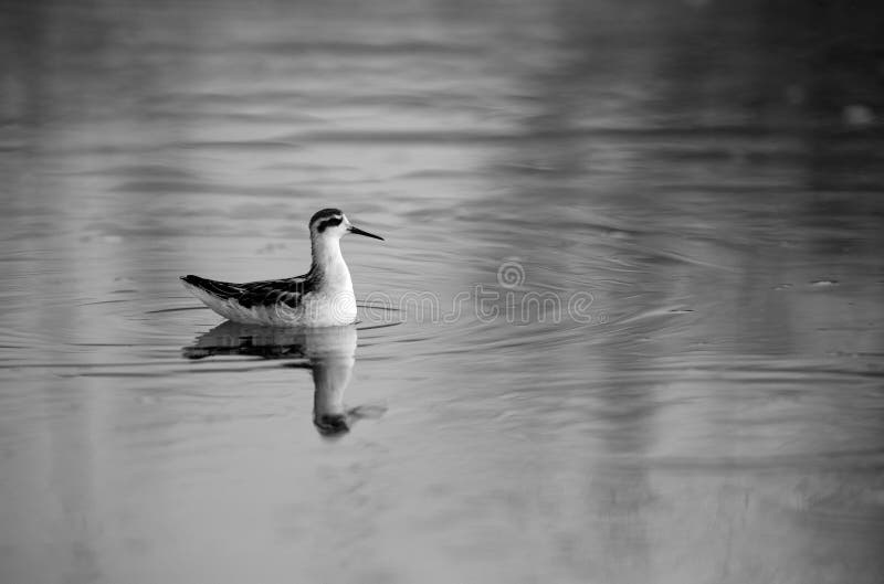 Red-necked Phalarope Swimming at Asker Marsh, Bahrain Stock Photo ...