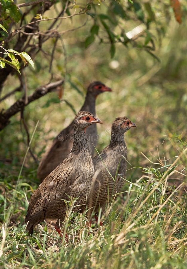Red Winged Francolin Stock Photos - Free & Royalty-Free Stock Photos ...