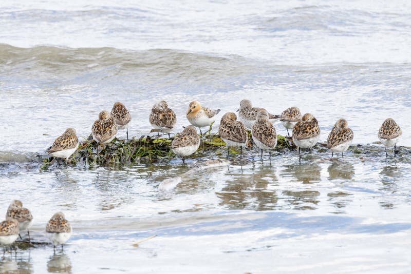 Red-necked Stint in South Australia Stock Image - Image of endemic ...