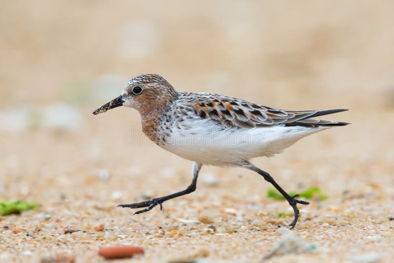 Red-necked Stint in South Australia Stock Image - Image of close ...