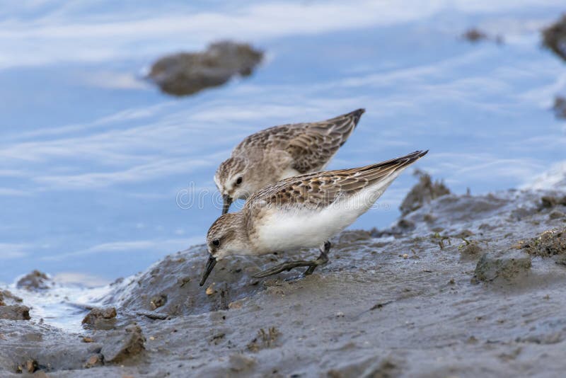 Red-necked Stint in the Seashore of Japan Stock Image - Image of coast ...