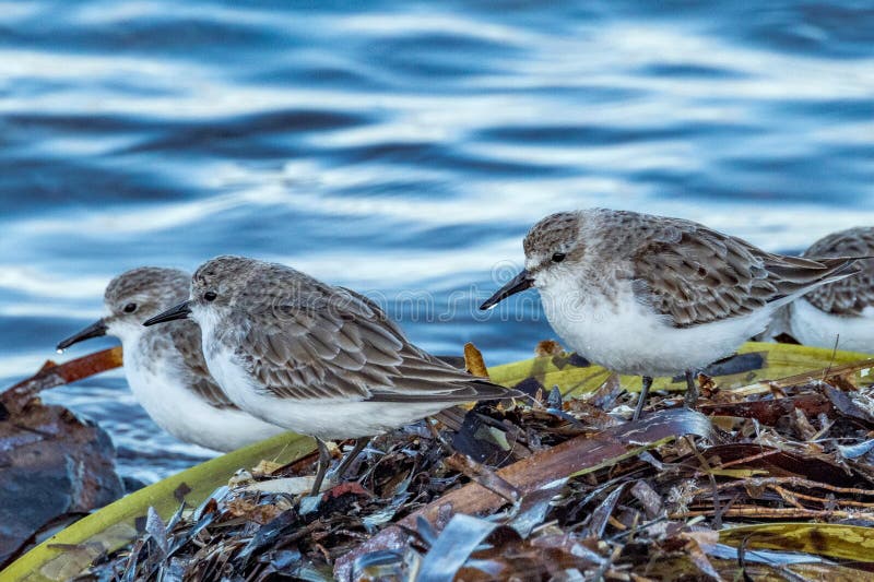Red-necked Stint in South Australia Stock Image - Image of fauna ...