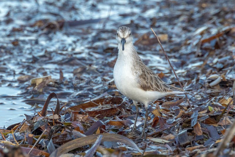 Red-necked Stint in South Australia Stock Photo - Image of colorful ...