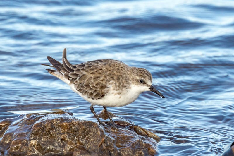 Red-necked Stint in South Australia Stock Image - Image of watching ...