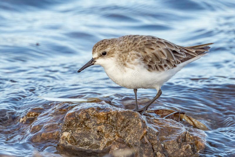 Red-necked Stint in South Australia Stock Image - Image of australian ...